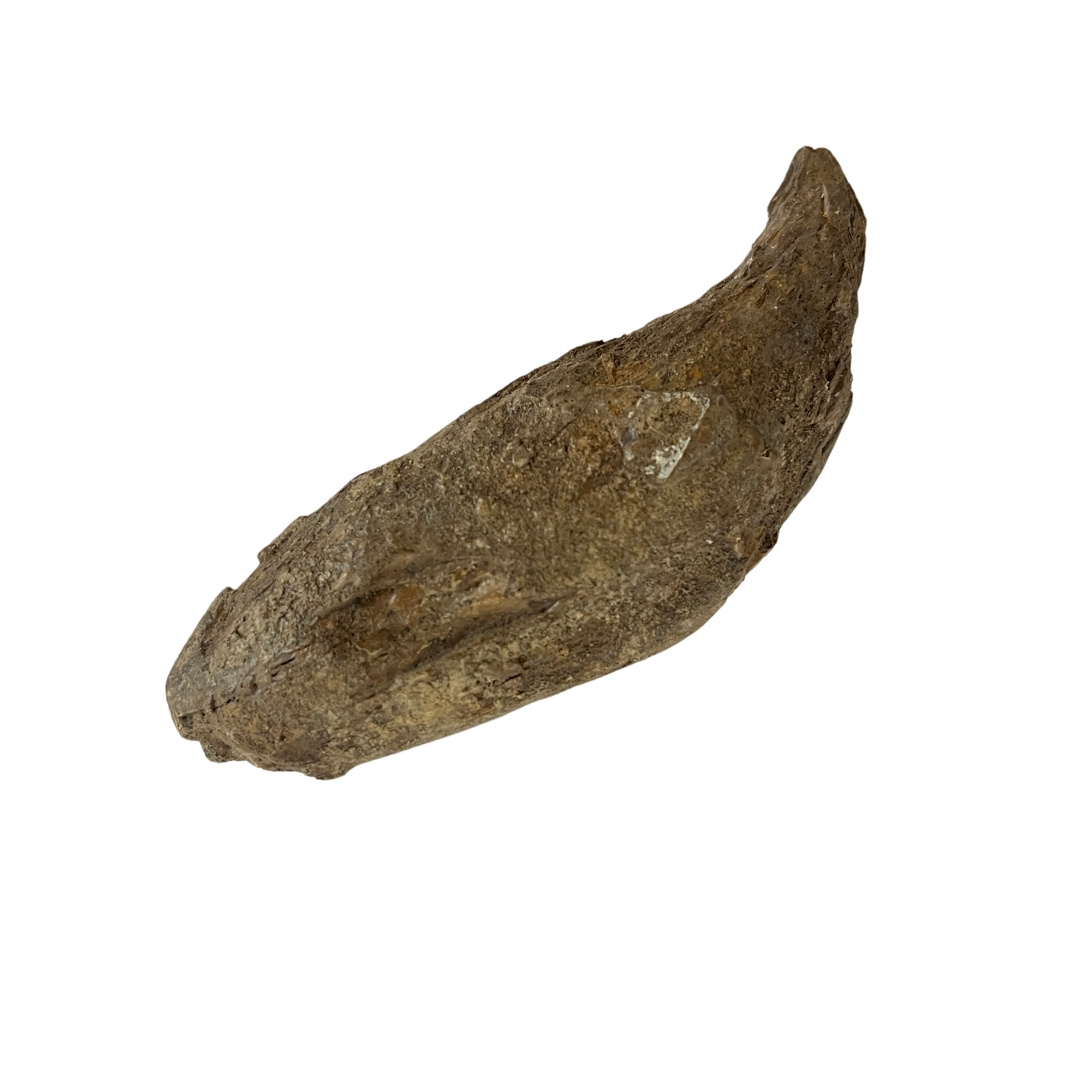 Tooth Cave Bear - DeMuseumwinkel.com