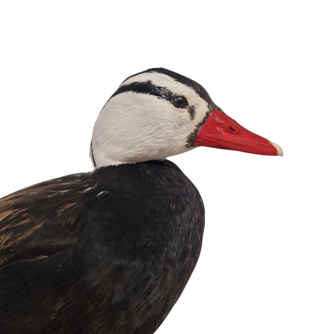 Mounted Torrent Duck - DeMuseumwinkel.com