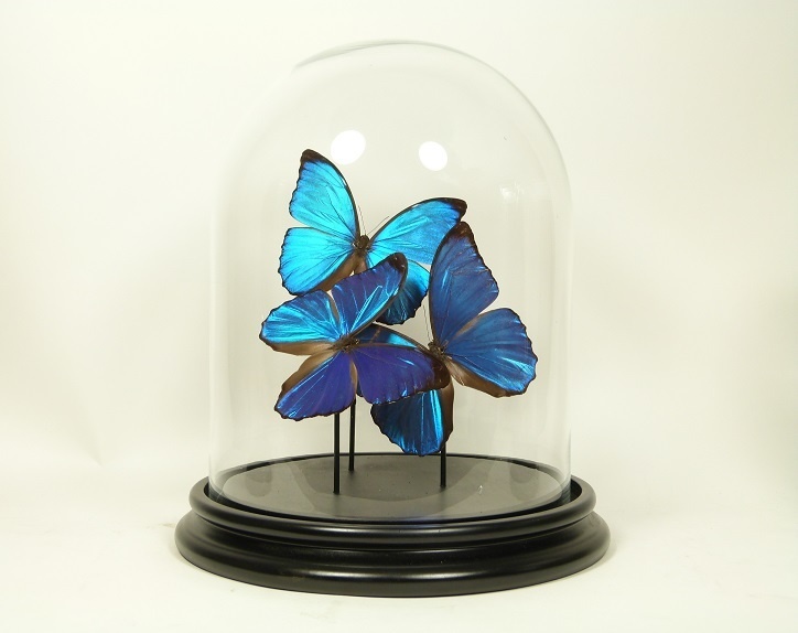 Glass dome with mounted butterflies - Morpho menelaus (3) - DeMuseumwinkel.com