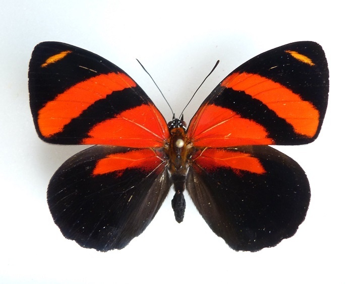 Callicore cynosura - De Museumwinkel.com