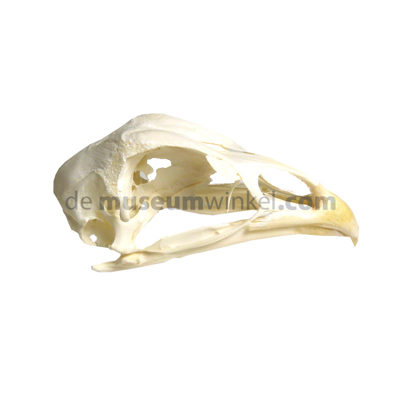 Skull of a chicken - DeMuseumwinkel.com