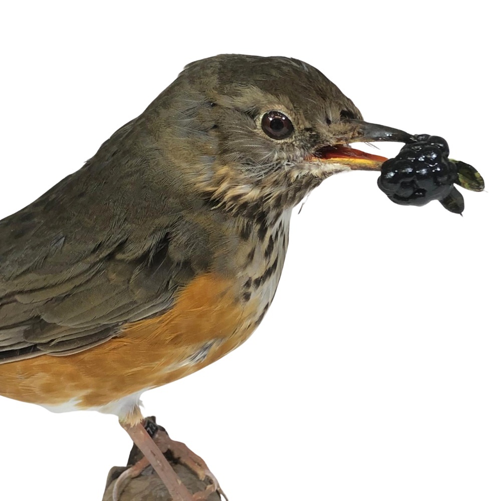 Mounted grey-backed thrush - DeMuseumwinkel.com