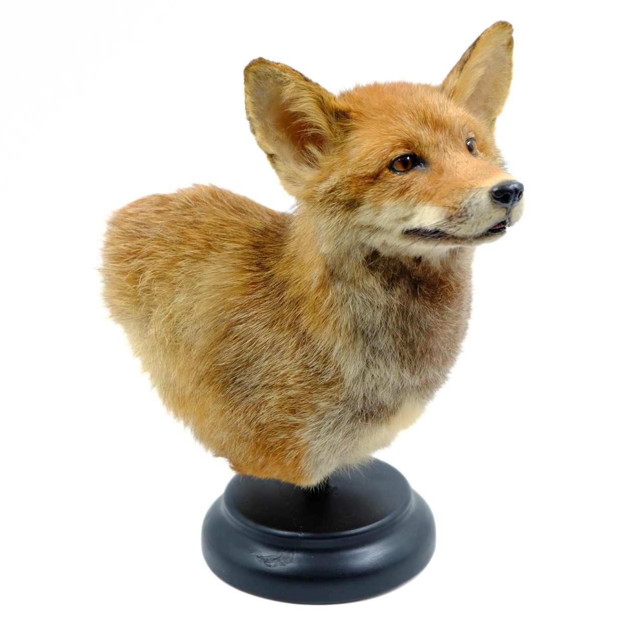 Mounted fox (trophy on base) - Taxidermy - DeMuseumwinkel.com
