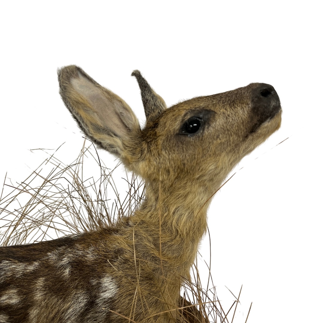 Mounted fawn (lying down) - DeMuseumwinkel.com