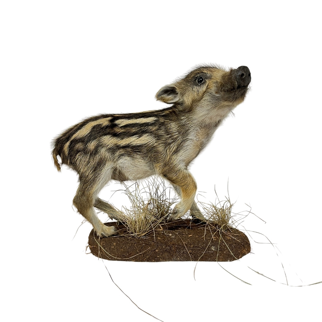 Mounted wild boar piglet (B) - DeMuseumwinkel.com