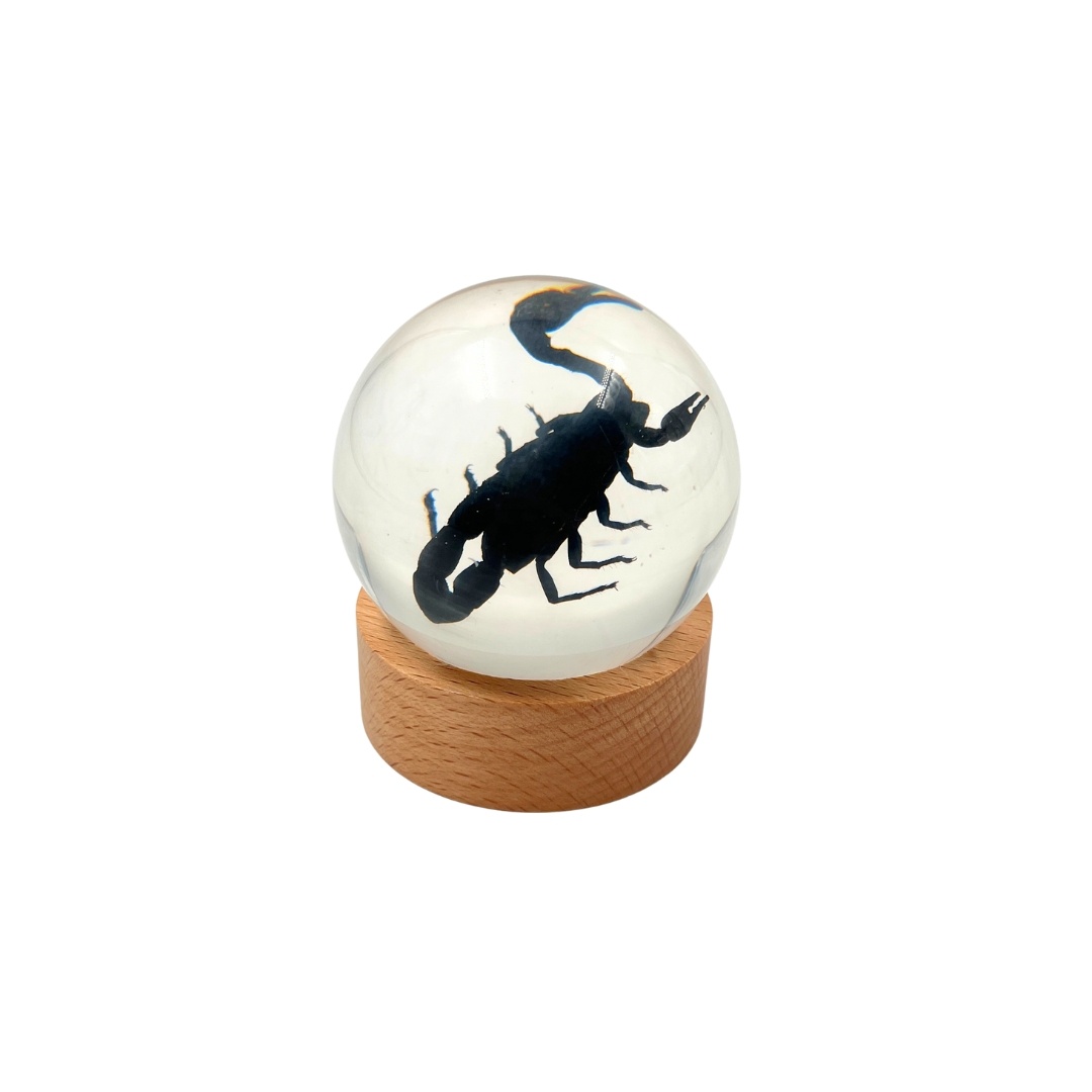 Insect in glass ball - Scorpion - DeMuseumwinkel.com
