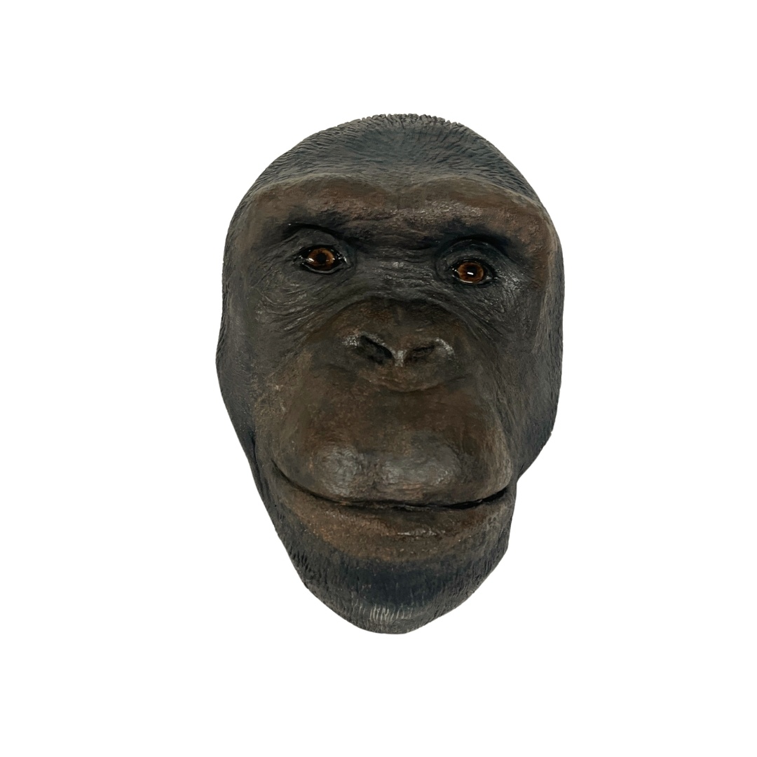 Bonobo head Casting - DeMuseumwinkel.com