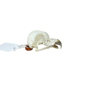 ᐅ Dierenschedels & Skeletten - De Museumwinkel.com