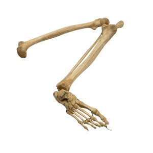 ᐅ Dierenschedels & Skeletten - De Museumwinkel.com