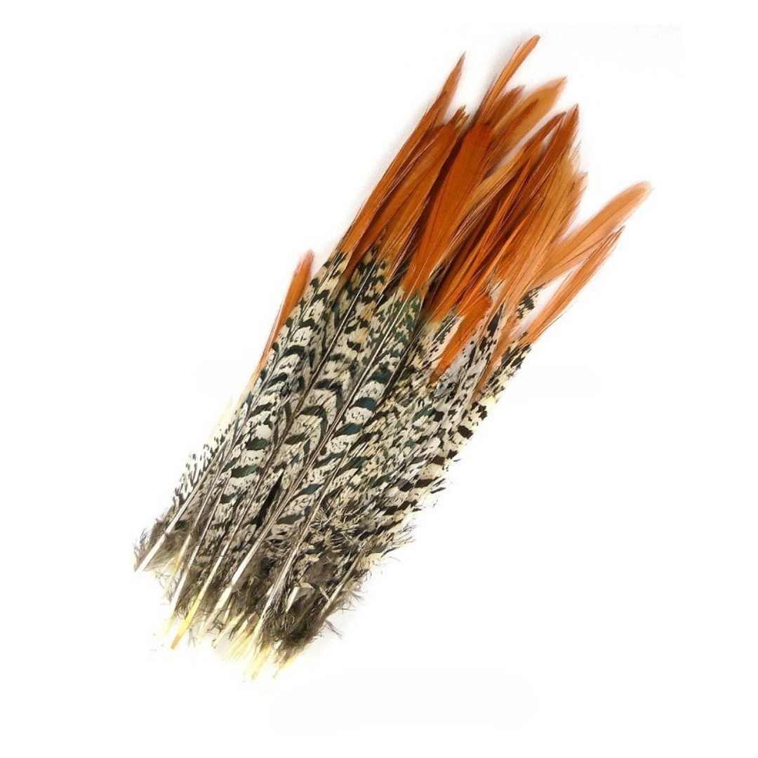 Lady amherst Pheasant feathers (red) - DeMuseumwinkel.com