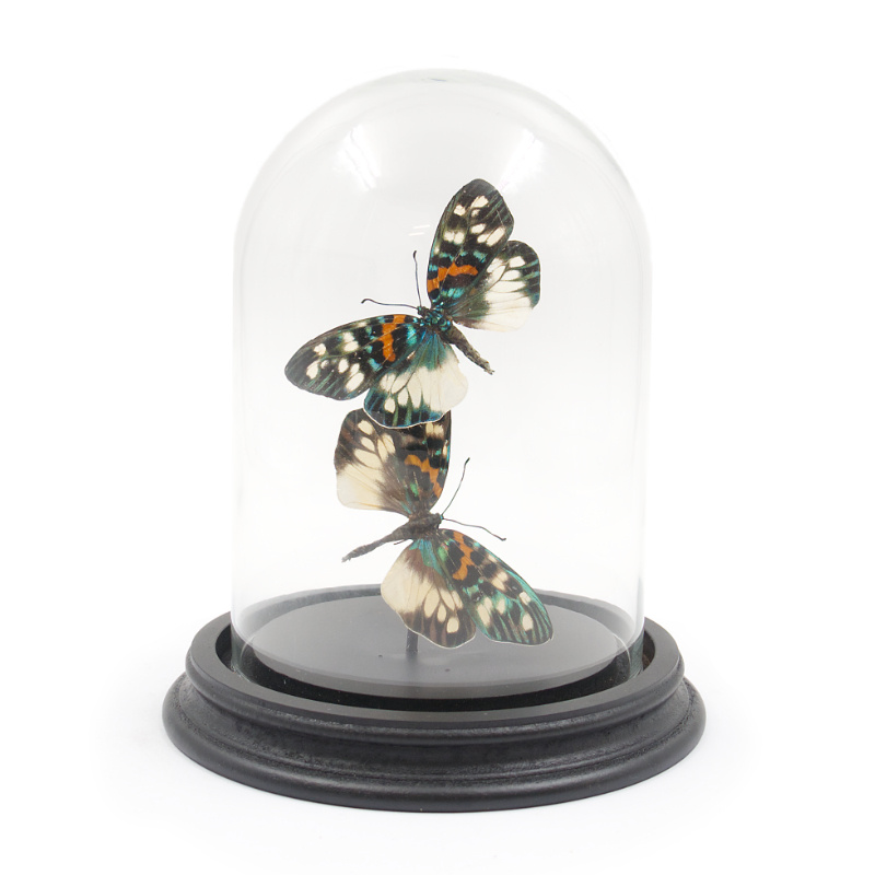 Glass dome with mounted butterflies - Erasmia pulchera (2 ...