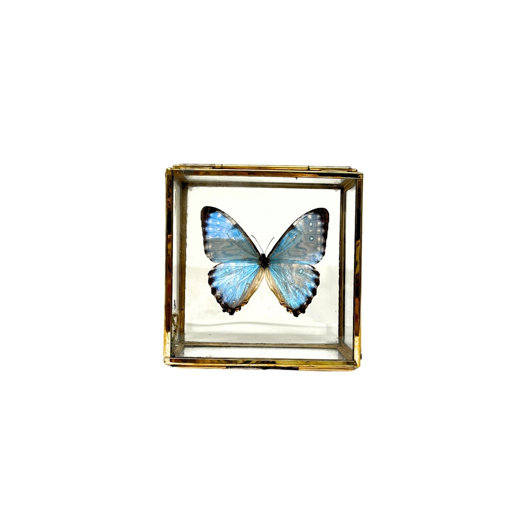 Morpho portis in glass box - DeMuseumwinkel.com