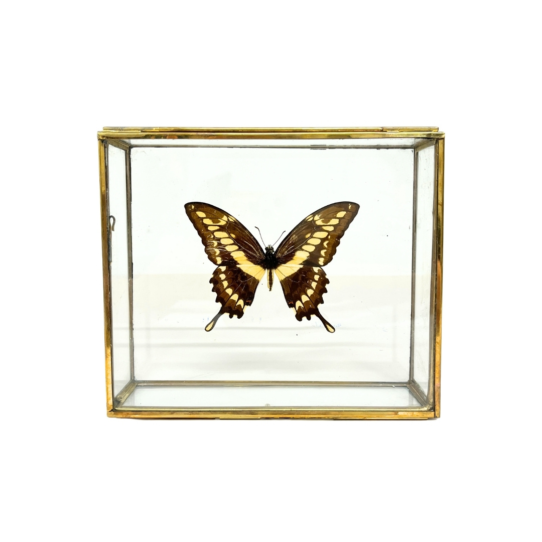 Papilio thoas cinyras in glass box - DeMuseumwinkel.com