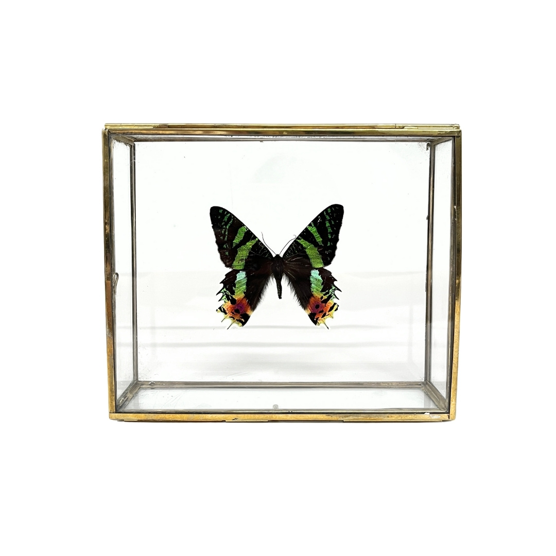 Urania ripheus - upperside in glass box - DeMuseumwinkel.com