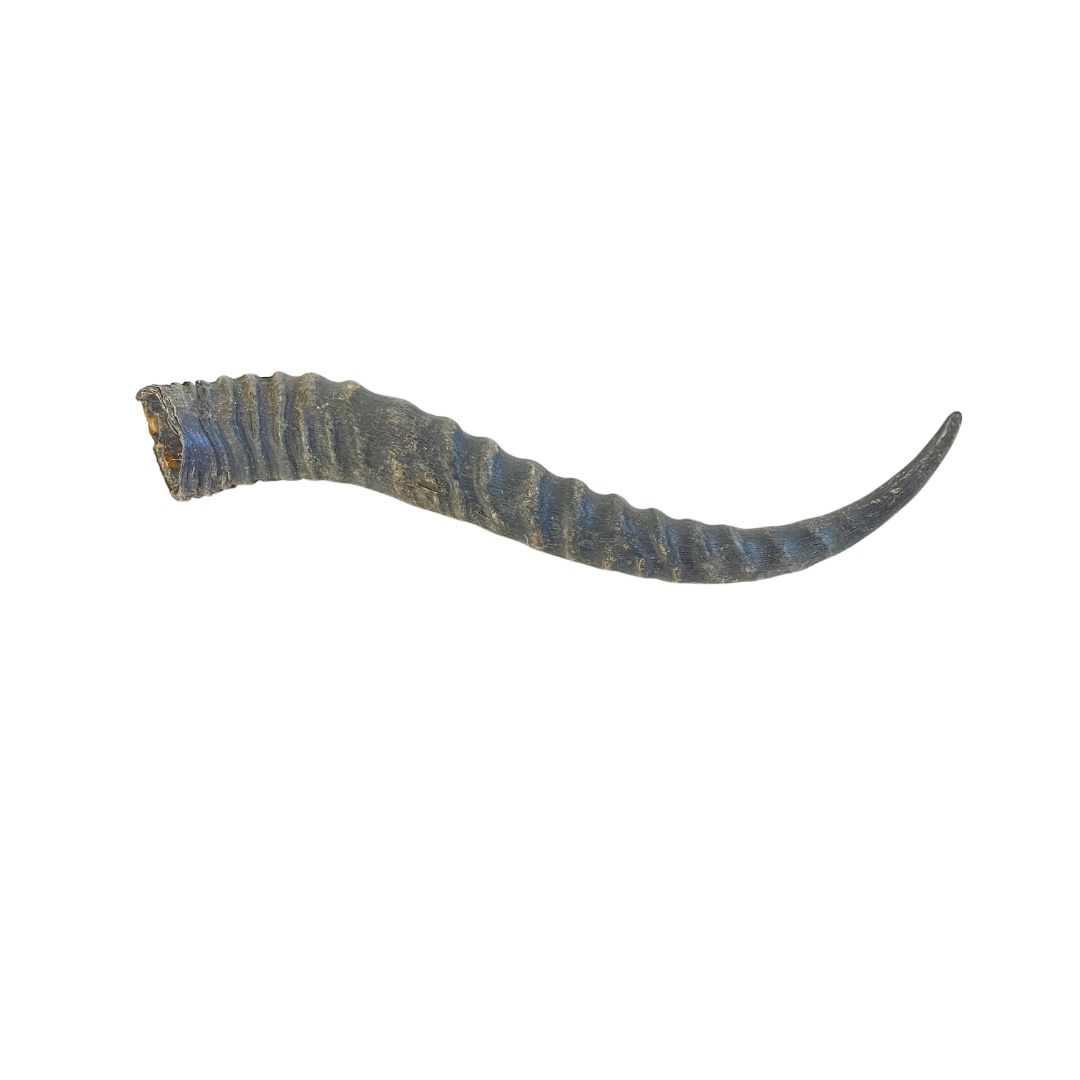 Springbok horn - DeMuseumwinkel.com
