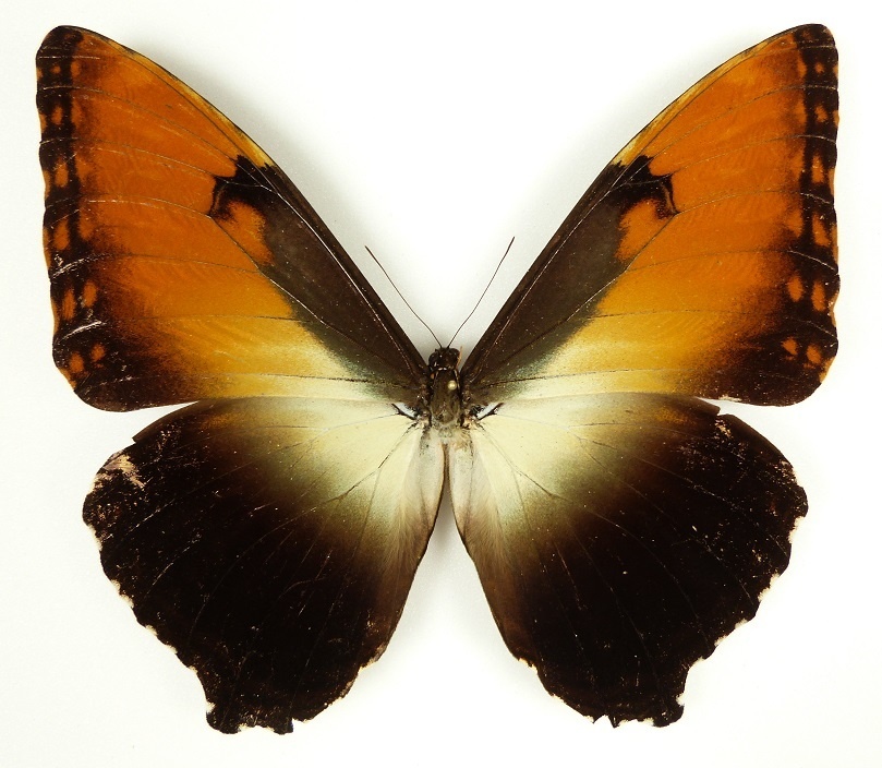 Morpho hecuba - DeMuseumwinkel.com