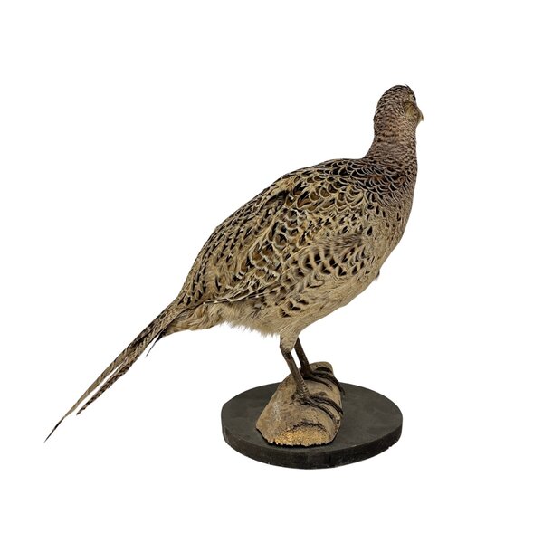 Mounted common pheasant ♀ (B) - DeMuseumwinkel.com