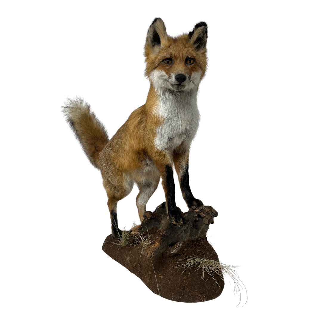 Mounted red fox (standing) - DeMuseumwinkel.com