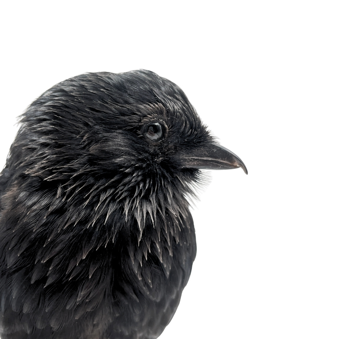 Taxidermy; Mounted Magpie shrike - DeMuseumwinkel.com