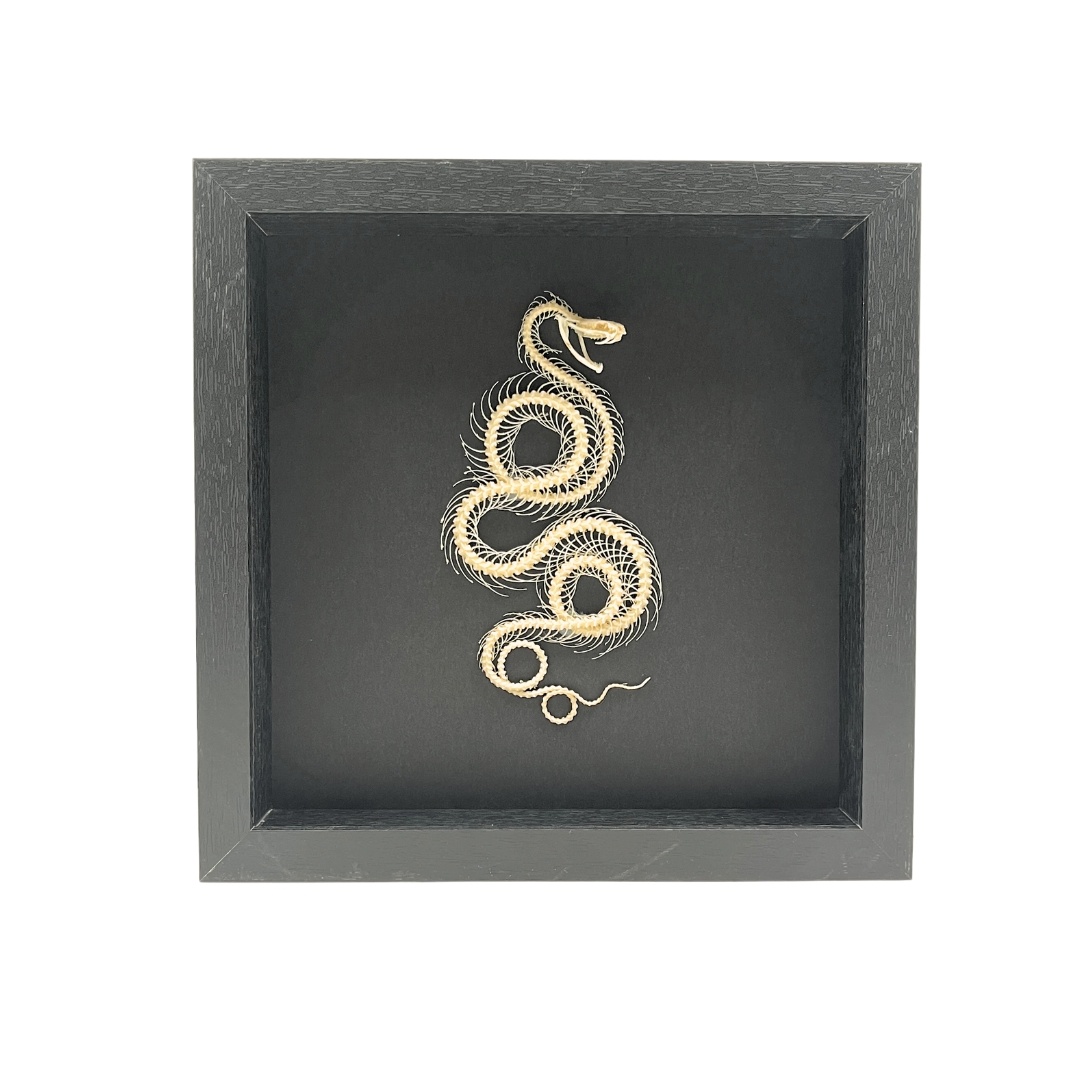 Slangen Skelet gekruld in Elegante Lijst (25 bij 25cm) - De ...