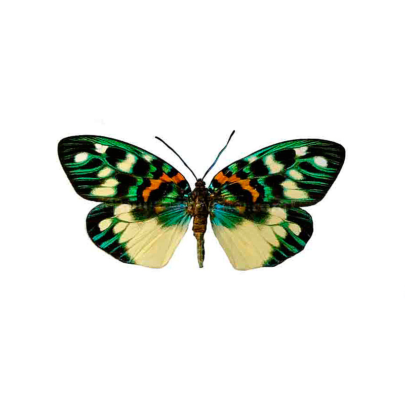 Erasmia pulchera Unpräpariert - DeMuseumwinkel.com