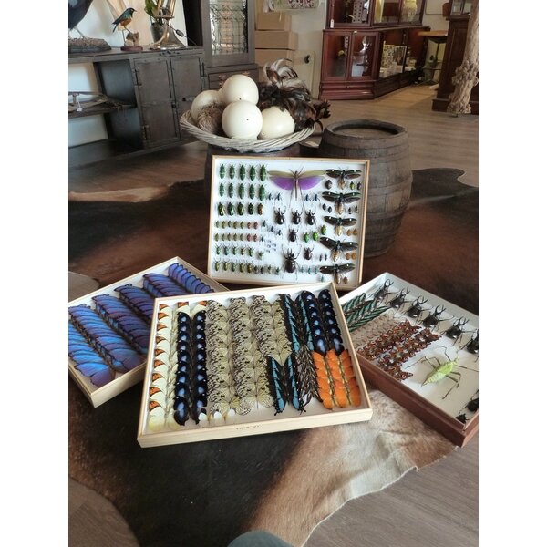 Erasmia pulchera Unpräpariert - DeMuseumwinkel.com