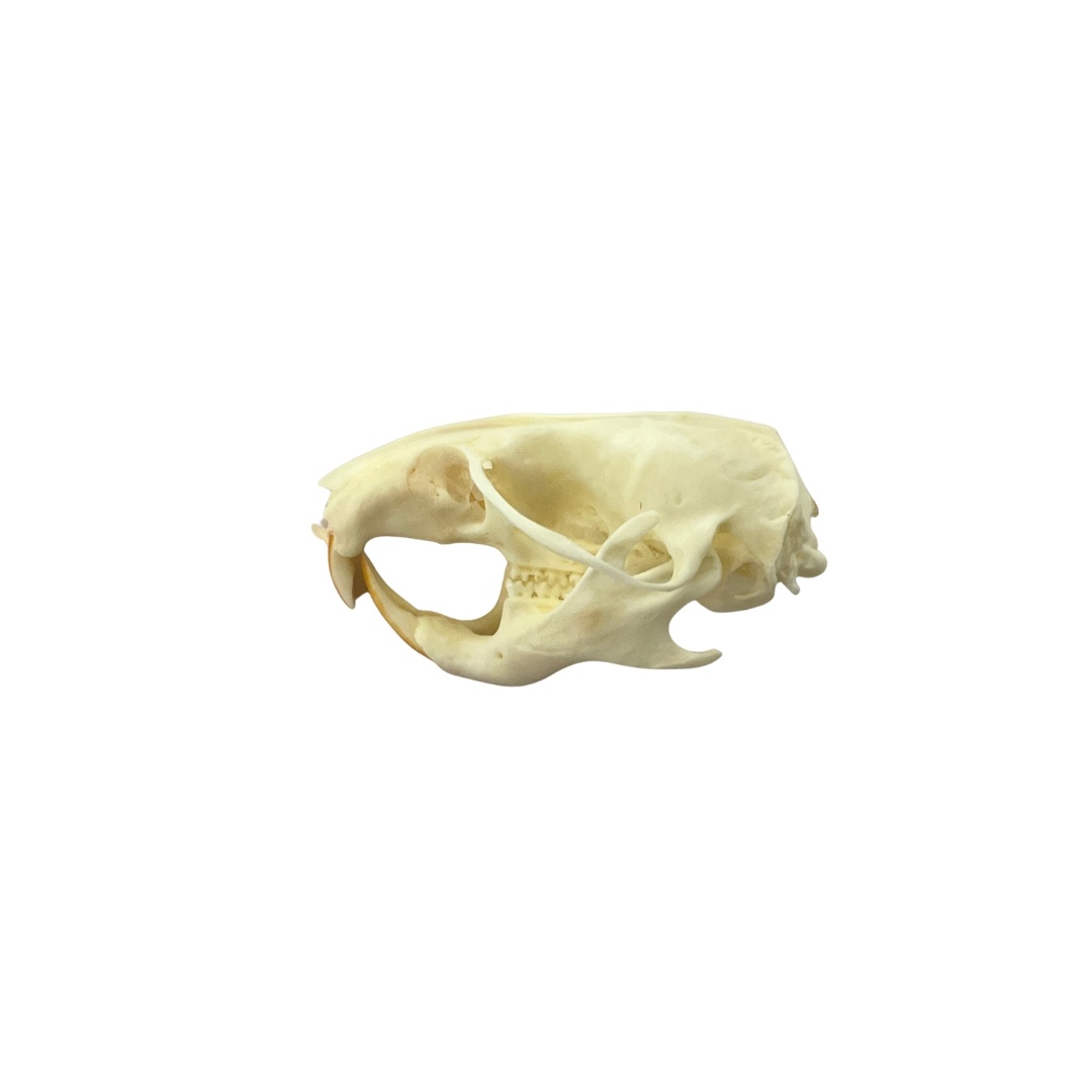 Skull hamster in plastic box - DeMuseumwinkel.com