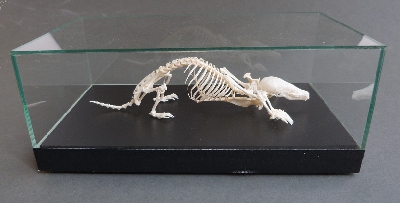 Skelet van een mol - De Museumwinkel.com
