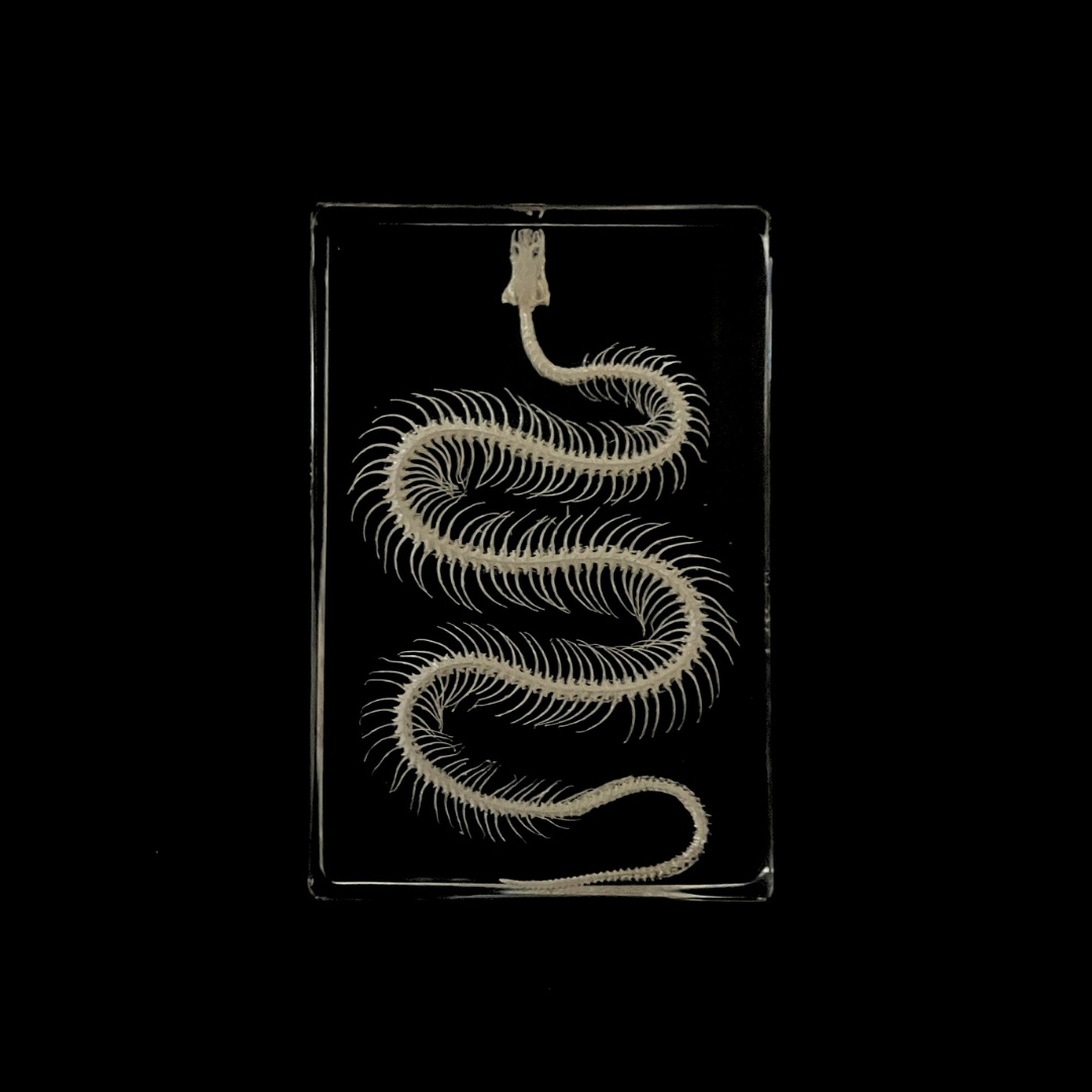 Snake skeleton in resin - DeMuseumwinkel.com