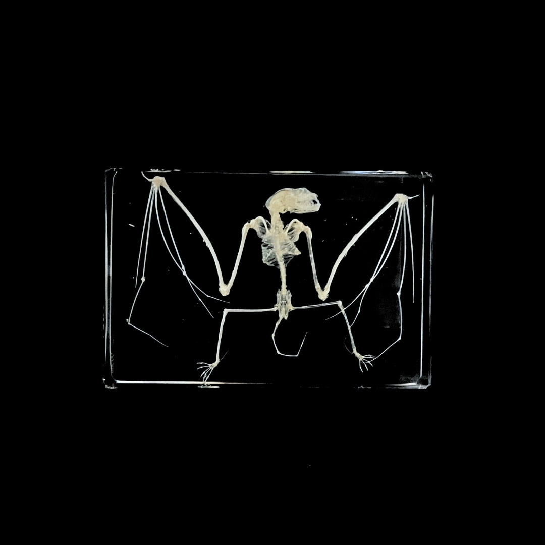 Bat skeleton in resin - DeMuseumwinkel.com