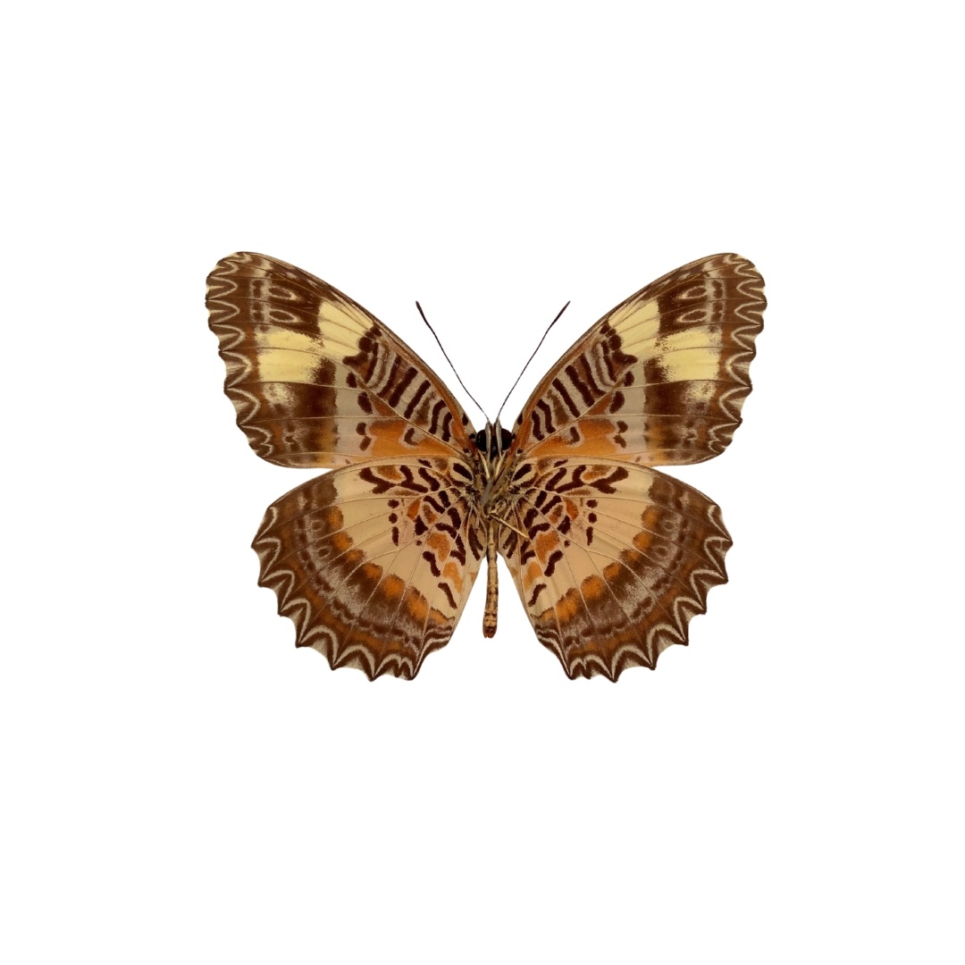 Cethosia tambora sumbana - onderkant - De Museumwinkel.com