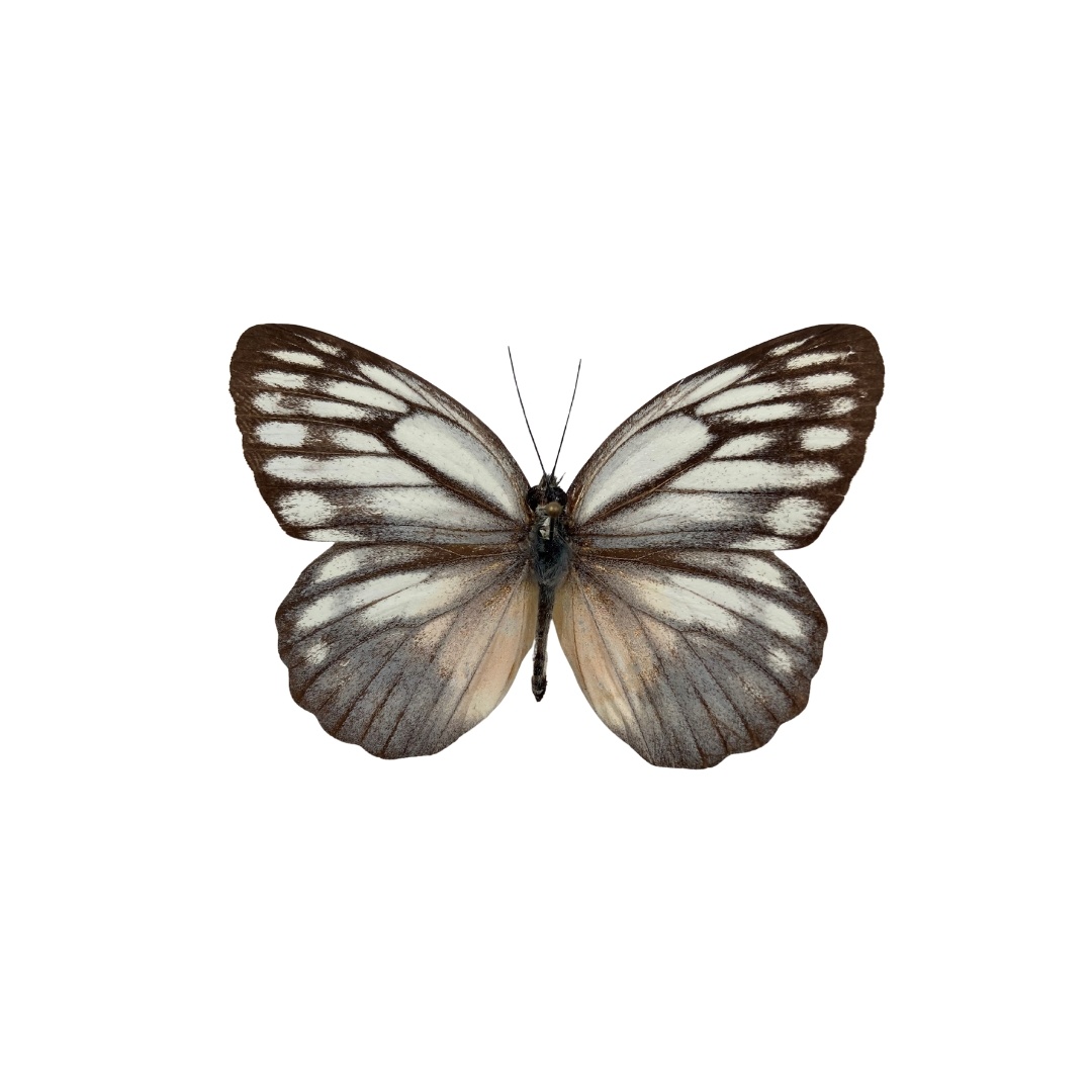 taxidermy; Cepora eperia - DeMuseumwinkel.com