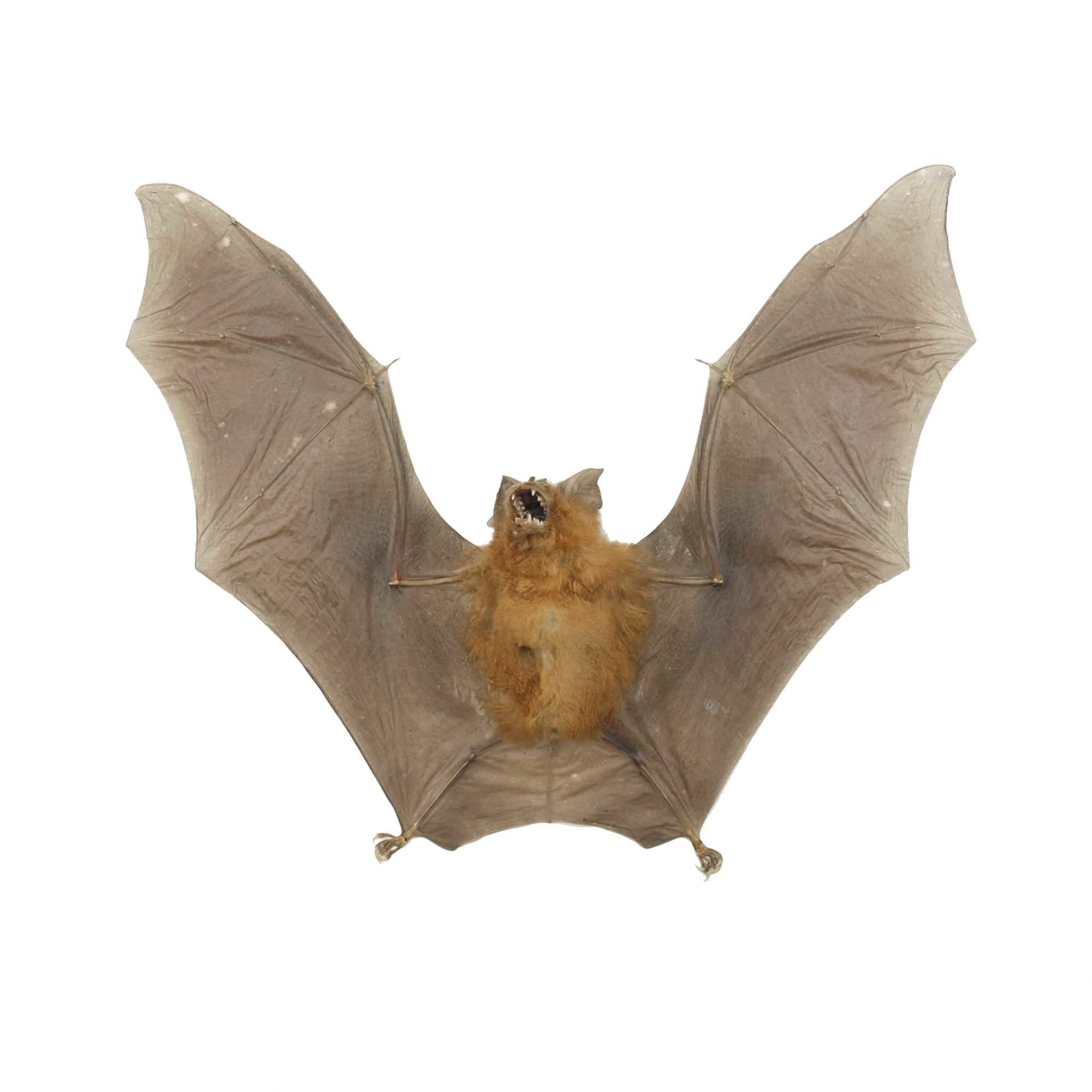Opgezette vleermuis - De Museumwinkel.com