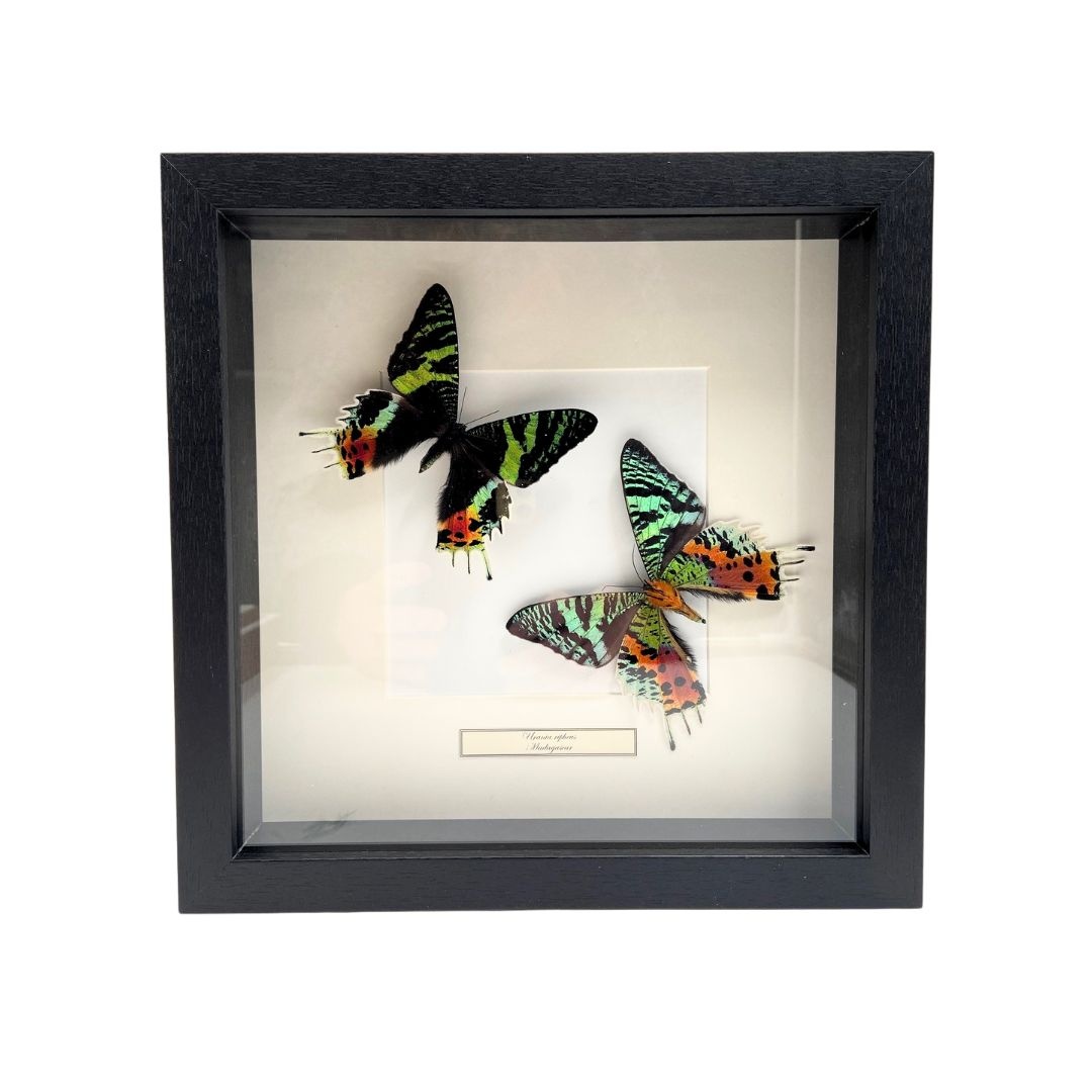 Mounted butterflies (2) in exclusive black wooden frame - Urania ...