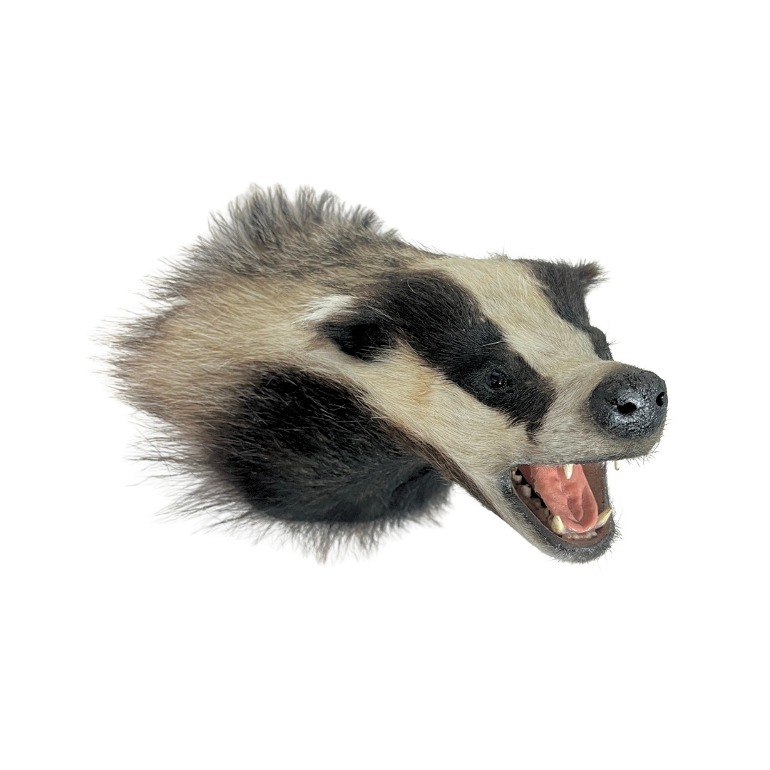 taxidermy; Mounted european badger trophy - DeMuseumwinkel.com