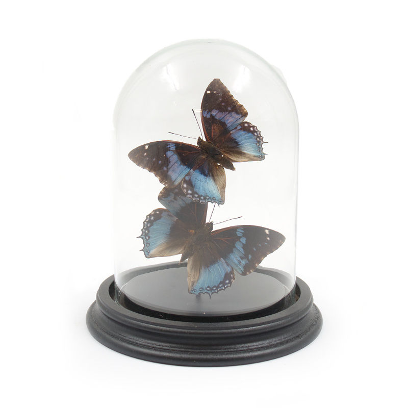 Glass dome with mounted butterflies - Charaxes smaragdalis (2 ...