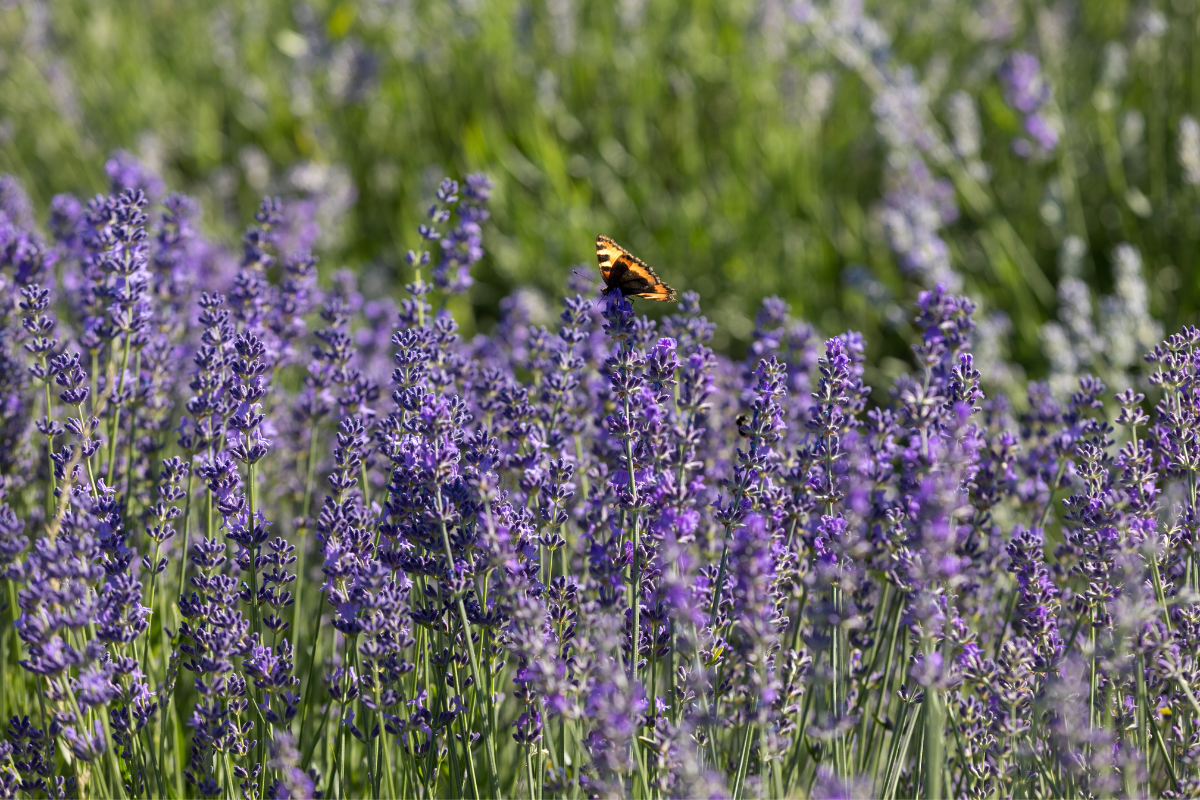 Lavendel zaadjes kopen | Verschillende soorten! - Lavendelplantje.nl