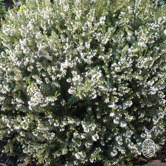 Schneeheide Erica carnea 'Springwood White' kaufen? - Heidekaufen.de