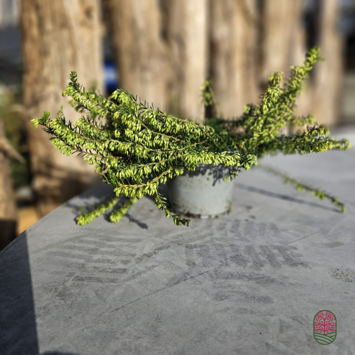 Schneeheide Erica carnea 'Springwood White' kaufen? - Heidekaufen.de