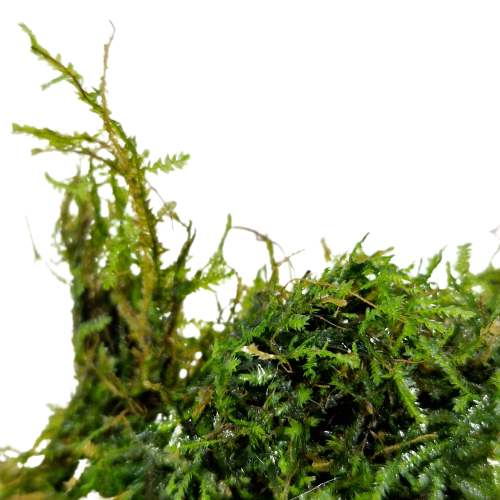 Spikey moss (van hoge kwaliteit) kopen? Doe je bij Aquania - Aquania