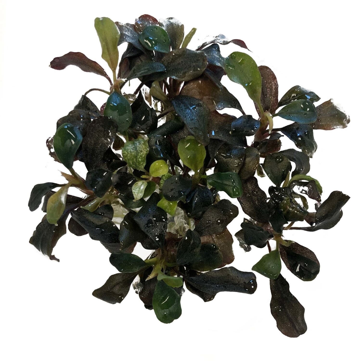 (Zeldzaam) Bucephalandra sp red kopen? Doe je bij Aquania.nl! - Aquania