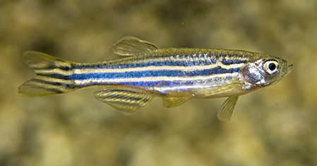 Zebrafish - Aquania