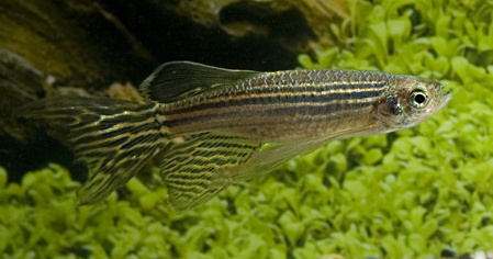 Zebrafish Long Fin - Aquania