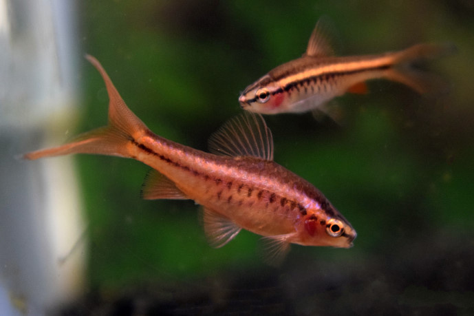 Cherry Barb Long Fin - Aquania