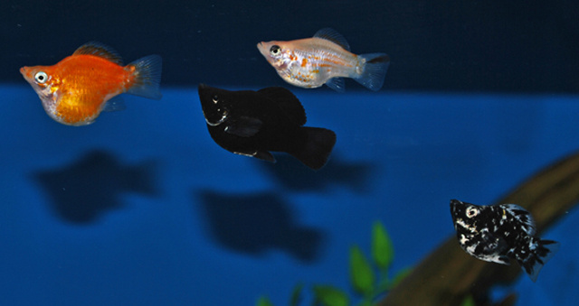 Balloon Molly Mix - Aquania