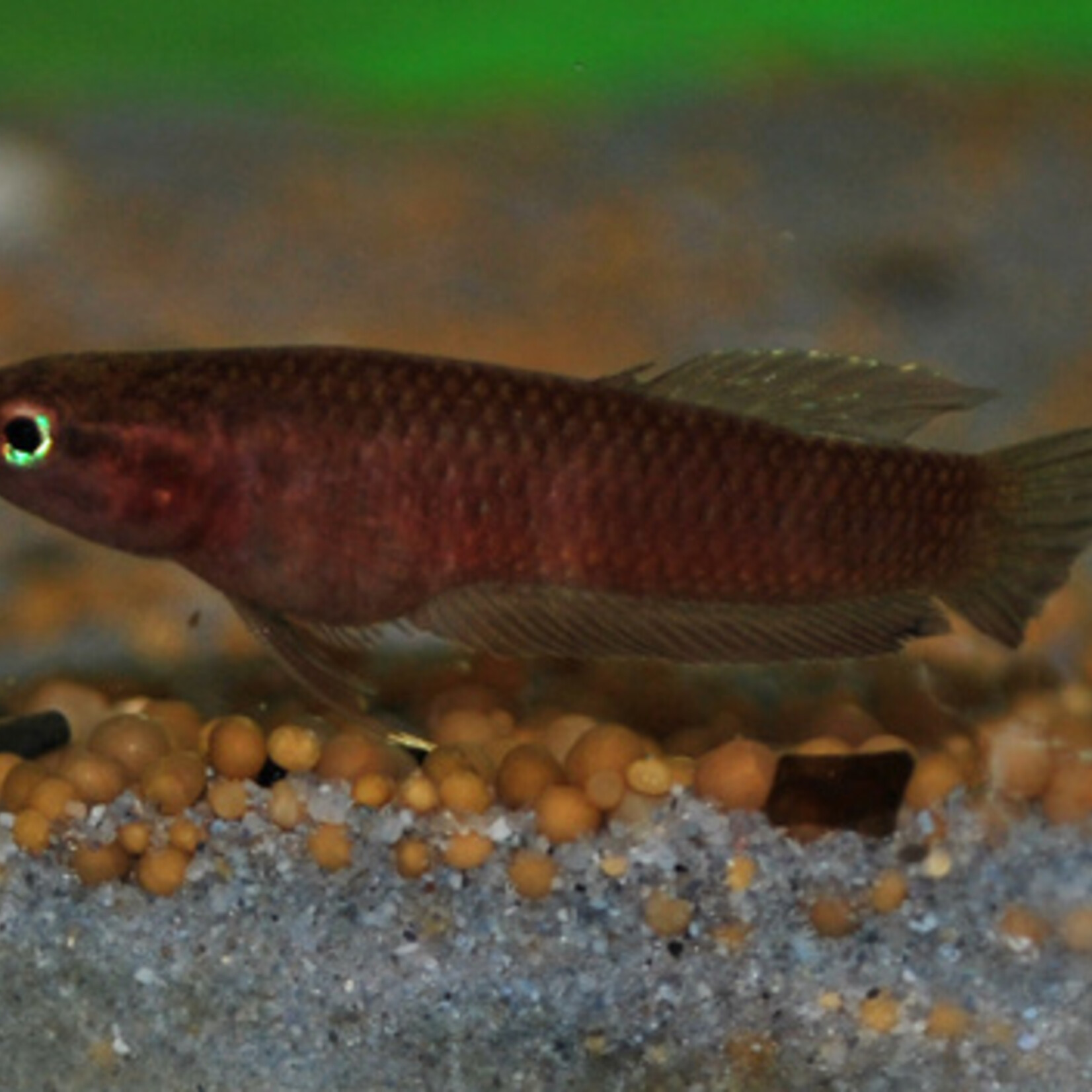 Betta Rutilans - Aquania