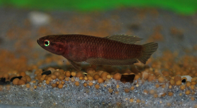 Betta Rutilans - Aquania