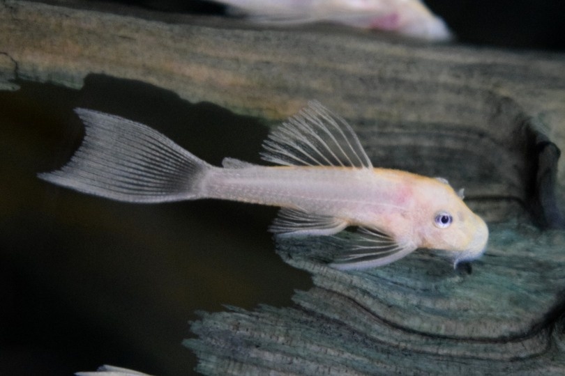 L144 Ancistrus Yellow Blue Eye - Aquania