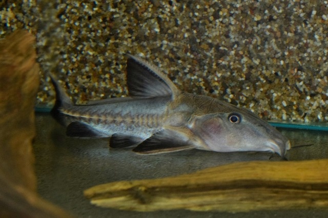 Ripsaw Catfish - Aquania