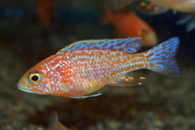 Peacock Cichlid Fire Fish - Aquania